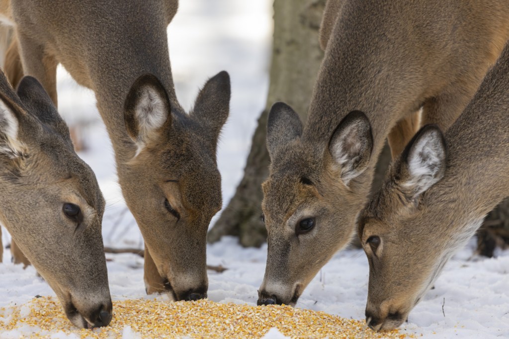 Deer Baiting Ethics: Weighing the Pros and Cons - Wide Open Spaces