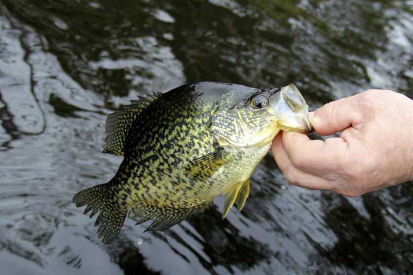 5 Best Crappie Lures That Flat Out Work - Wide Open Spaces