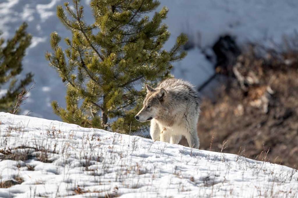 How Big Wolves Really Are