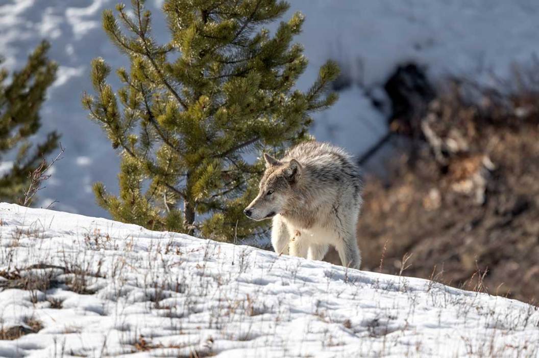 How Big Wolves Really Are