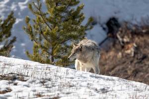 How Big Wolves Really Are