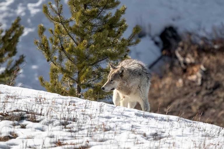 How Big Wolves Really Are