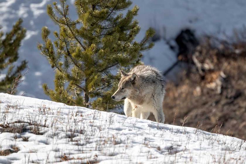 How Big Wolves Really Are