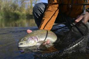 5 Best Trout Streams in the Eastern United States - Wide Open Spaces