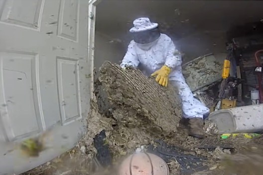 Molten Aluminum Poured Into Fire Ant Colony Reveals Nests Inner Structure Wide Open Spaces