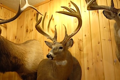 The Jordan Buck: The Puzzling Mystery of a World Record Whitetail's 50 ...