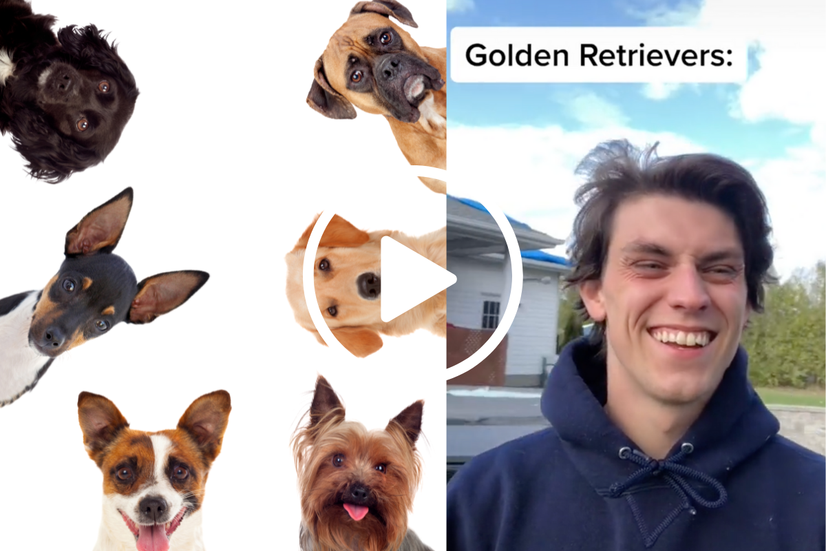 TikToker Gives Spot-On Impressions of Dog Breeds As People