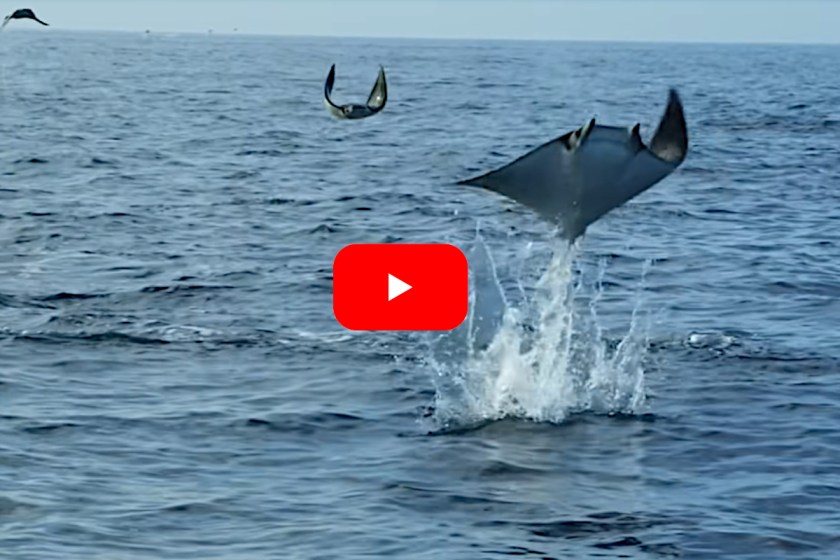 Massive Ray Migration Sees The Huge Fish Take to the Skies - Wide Open ...