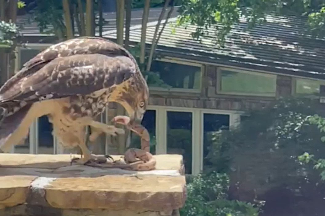 The Rock Gives Commentary on a Hawk Eating a Copperhead Snake Outside ...