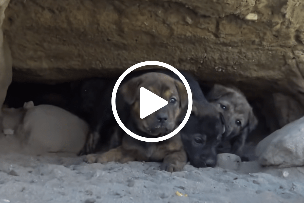 'Hope For Paws' Rescued 9 Puppies in Tunnel 18 Feet Underground