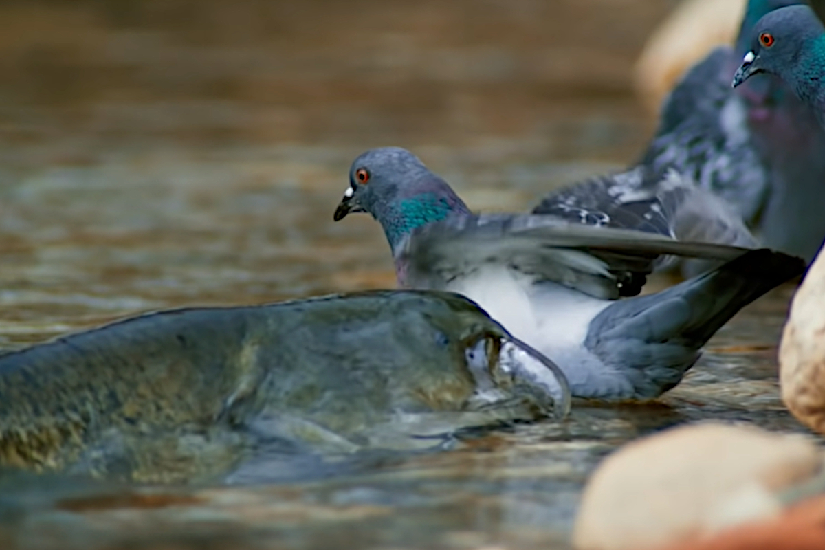 Monstrous Wels Catfish Beach Themselves to Snatch Pigeons Off the Shore ...