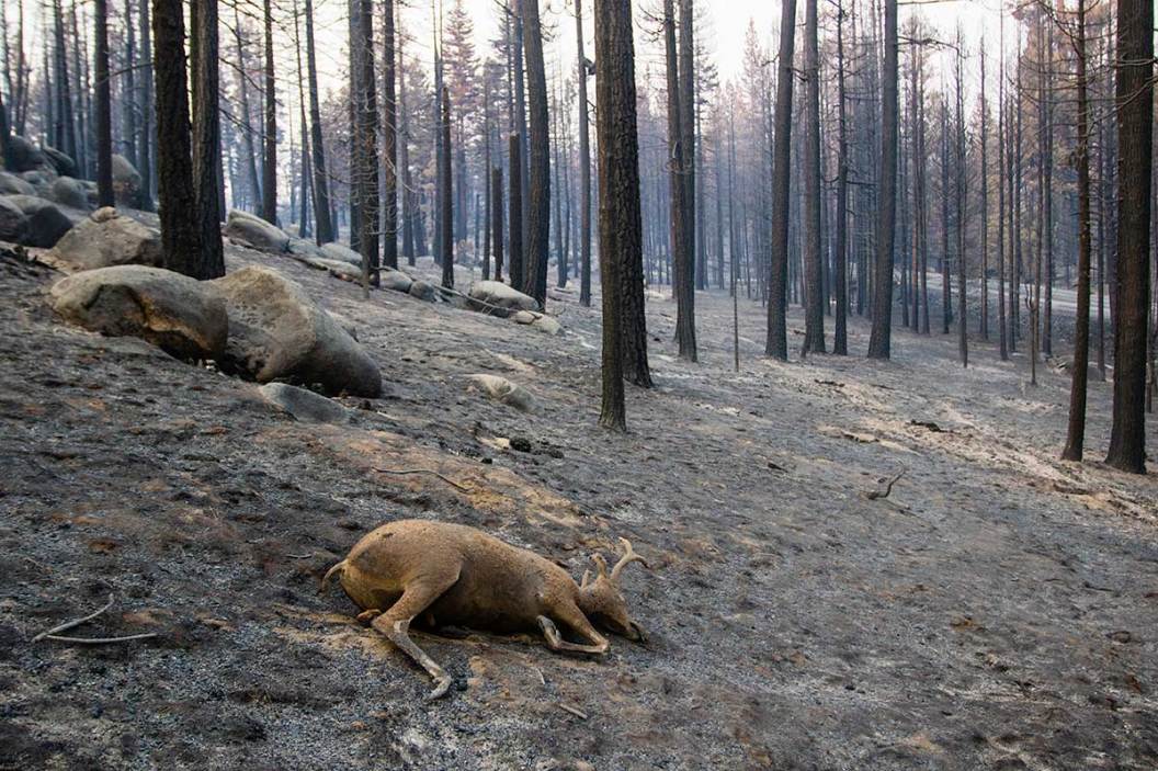 How Wildfire Season Can Affect the Way We Recreate in the Outdoors ...