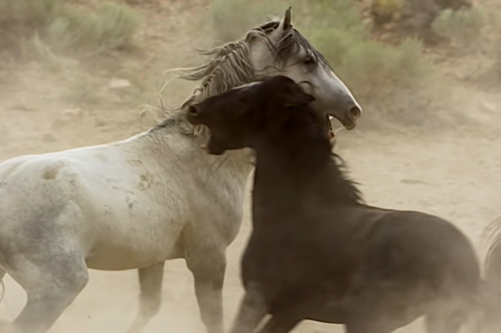 Two Wild Stallions Have Brutal Fight Over Water Hole and Mares - Wide ...