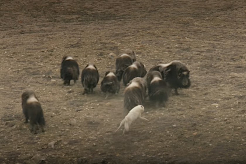Arctic Wolves Try to Divide and Conquer a Herd of Muskox - Wide Open Spaces