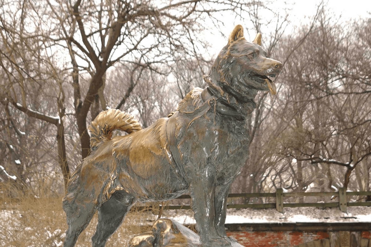 The True Story of Balto & Disney's Hero Dog - Wide Open Spaces