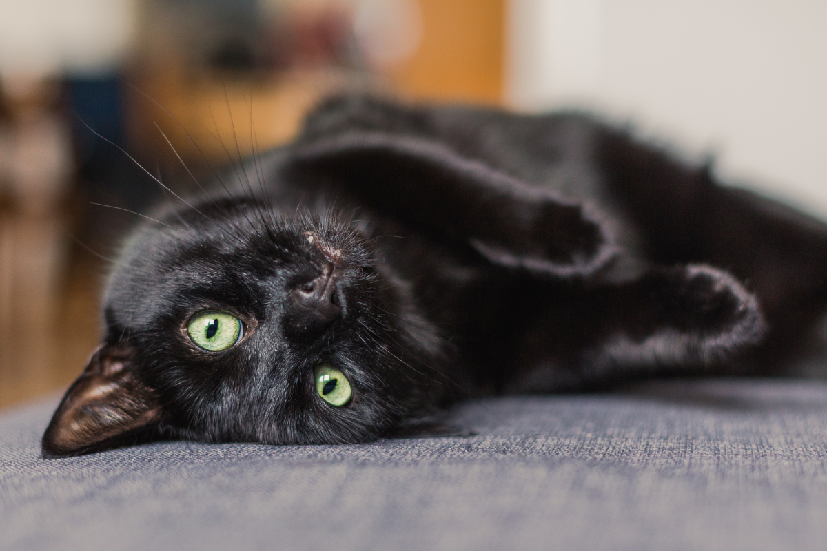 17 Black Cat Breeds That You'd Be Lucky to Call Yours