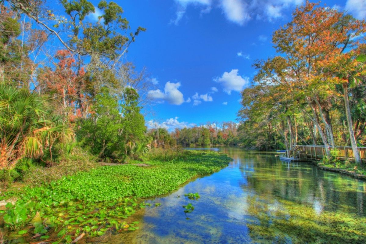 Blue Spring State Park: Visit Florida's Manatee Playground
