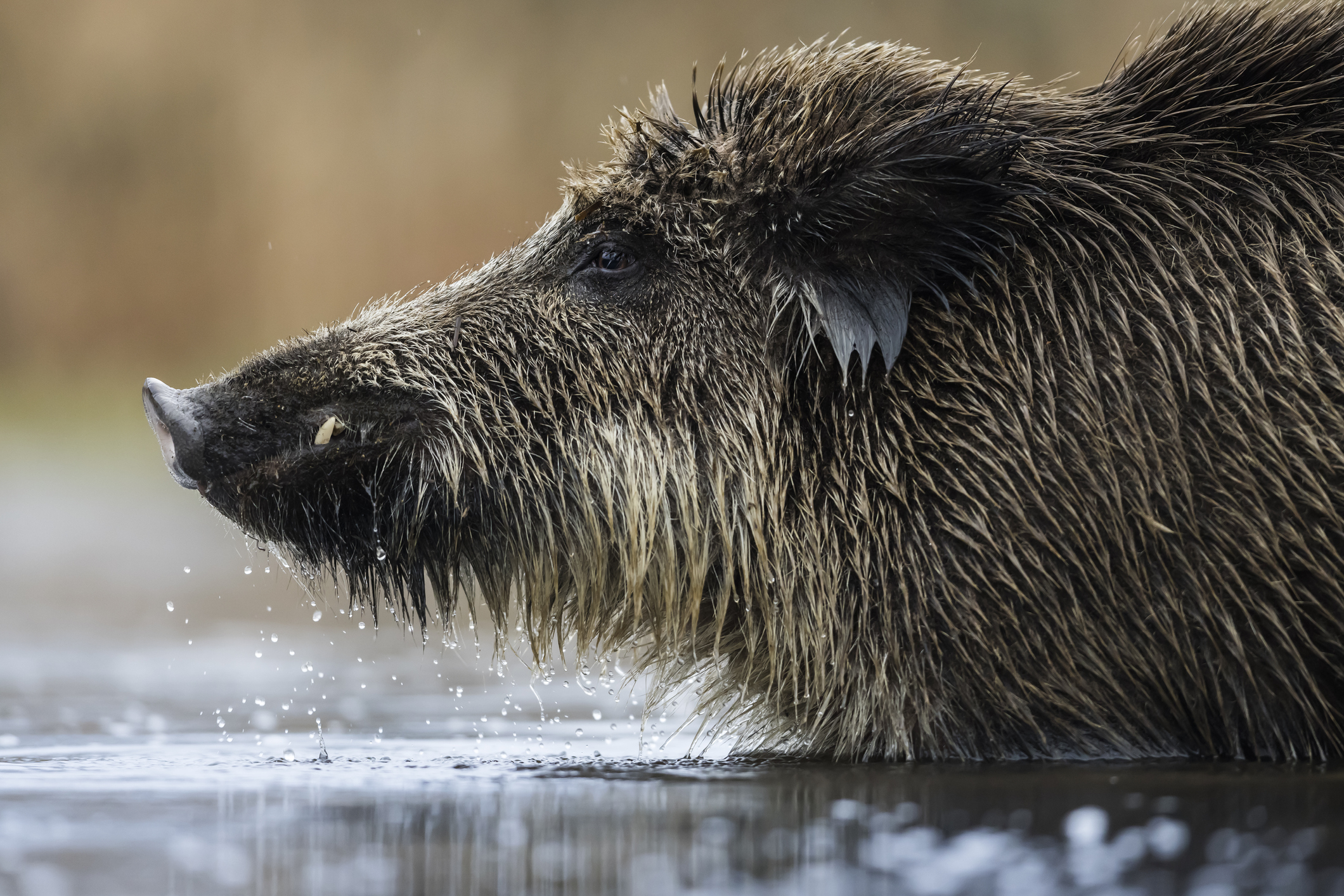 10 Best States for Hog Hunting - Wide Open Spaces