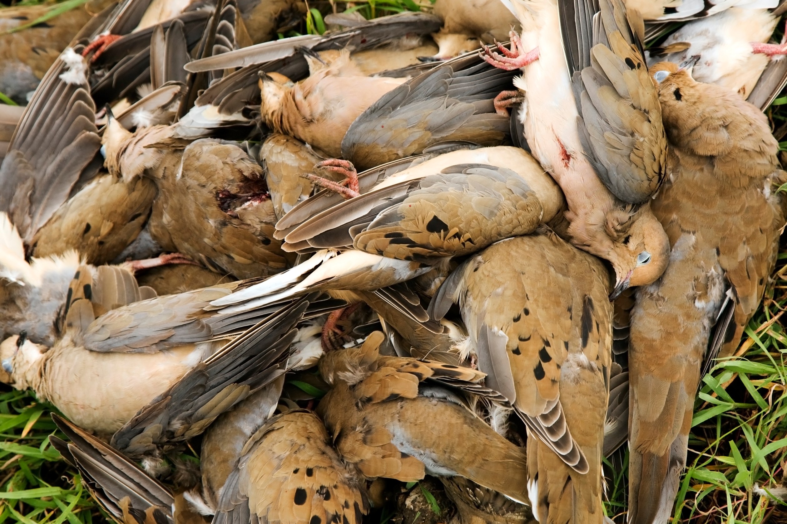 Dove Hunting 101: Tips and Tactics for Beginners