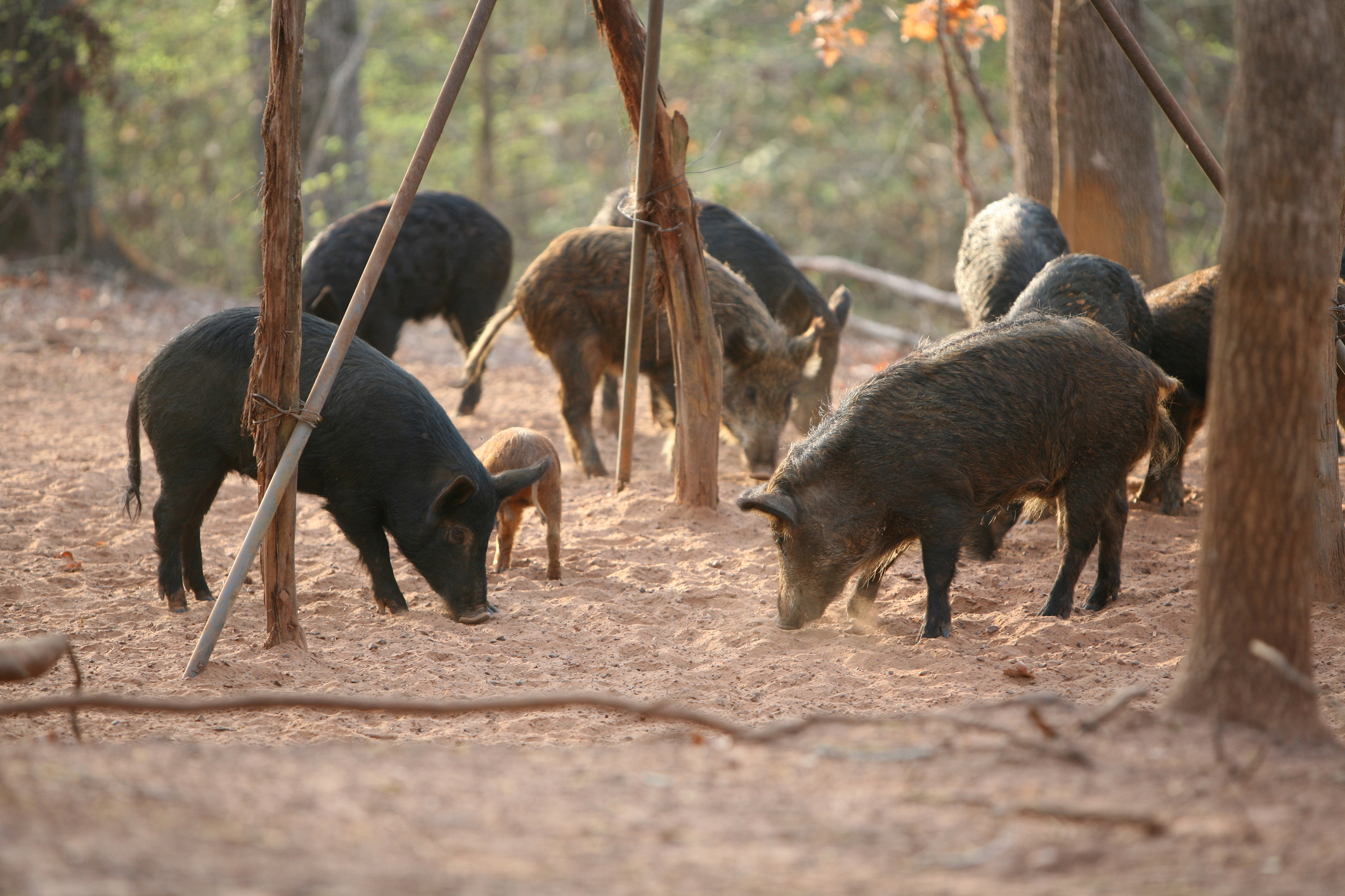 10 Best States for Hog Hunting - Wide Open Spaces