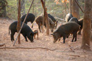 10 Best States for Hog Hunting - Wide Open Spaces