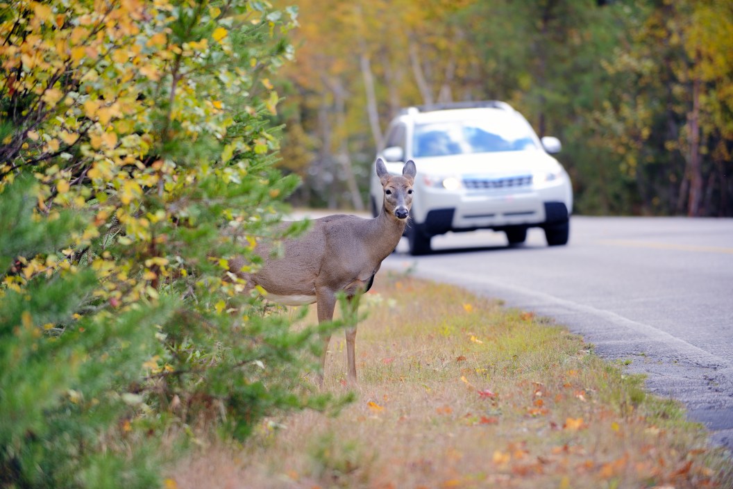Where Salvaging Roadkill is Legal, and 4 Tips for Prepping It to Eat