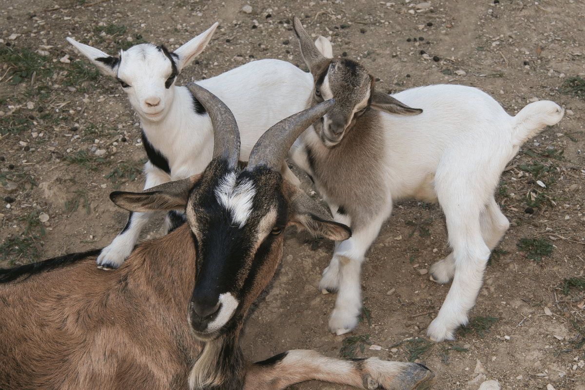 Nigerian Dwarf Goats: Breed Profile, Personality, History, Care Guide
