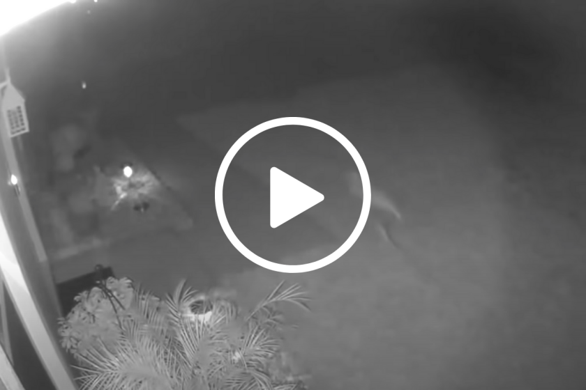 Woman Captures "Baby Dinosaur" Running Through Her Yard