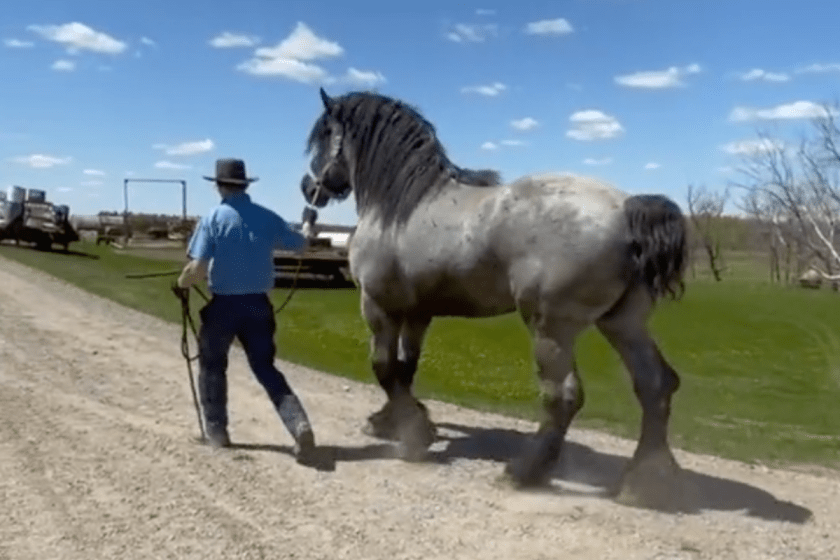 Meet Blue: A Belgian Draft Who Is One "Beast" Of A Stallion