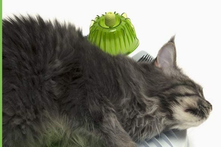 This Cat Wellness Center Is Like a Spa Day for Felines