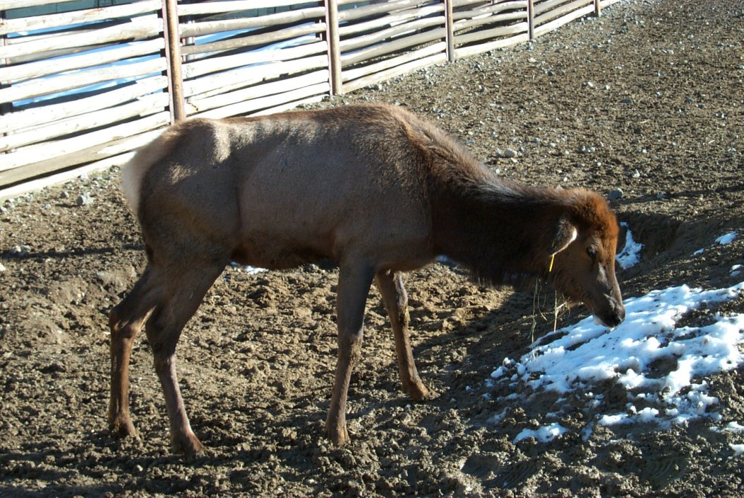 Can Humans Get CWD? The Facts on This Deadly Deer Disease - Wide Open ...