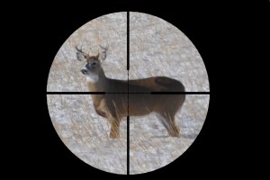 Deer Lung Shot: Why We Aim for the Lungs When Deer Hunting