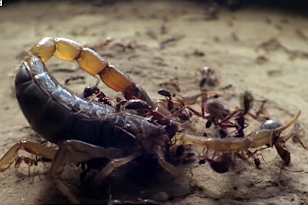 Ferocious Driver Ants Take Down a Scorpion With Ease - Wide Open Spaces