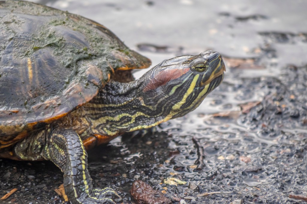 Eastern Painted Turtle: One of North America's Most Common and Colorful ...