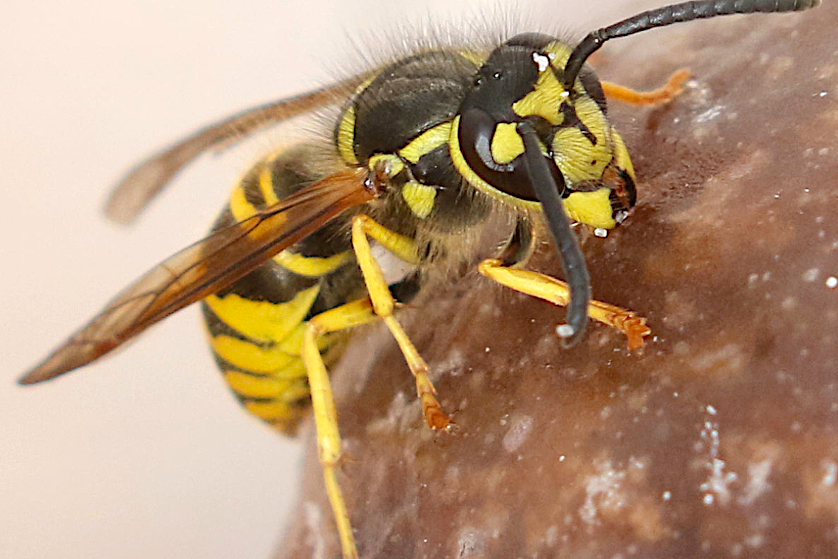 Eastern Yellowjacket: How to Deal With Stings and Problem Nests of This ...