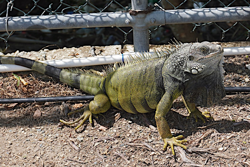 Iguana Hunting 101: How to Target This Invasive and Destructive Species ...