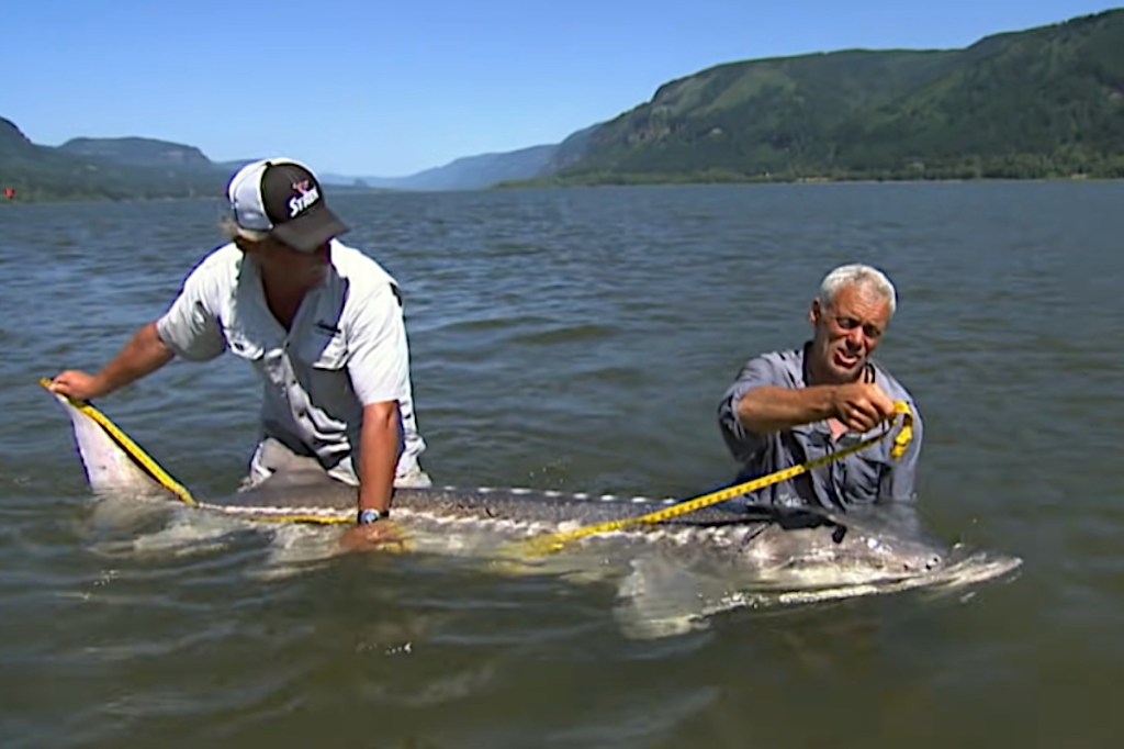Guide Catches 10-Foot, 600-Pound White Sturgeon on BC's Fraser River
