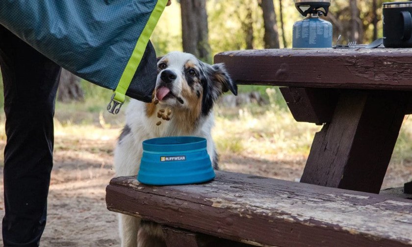 8 Essential Pieces of Dog Camping Gear for Your Next Adventure