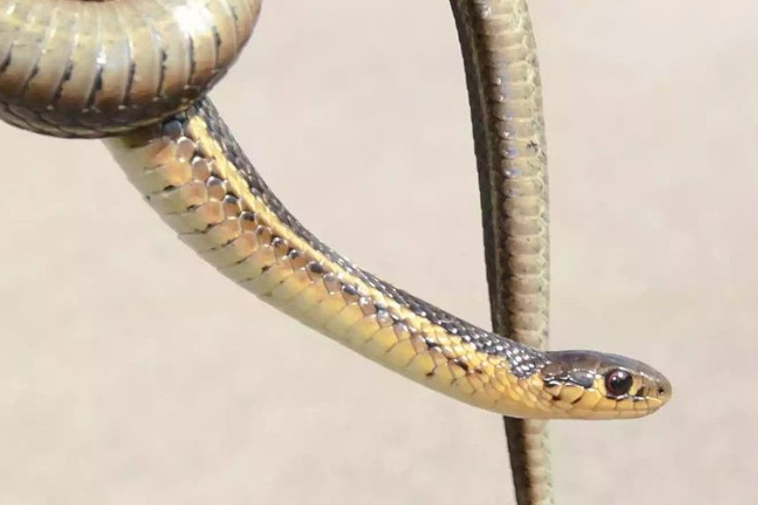 Michigan Snakes: A Quick Field Guide to All 18 Species