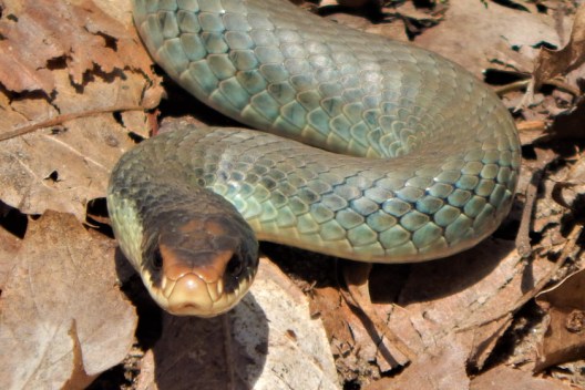 Michigan Snakes: A Quick Field Guide to All 18 Species
