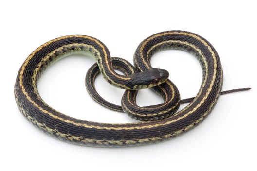 Michigan Snakes: A Quick Field Guide to All 18 Species