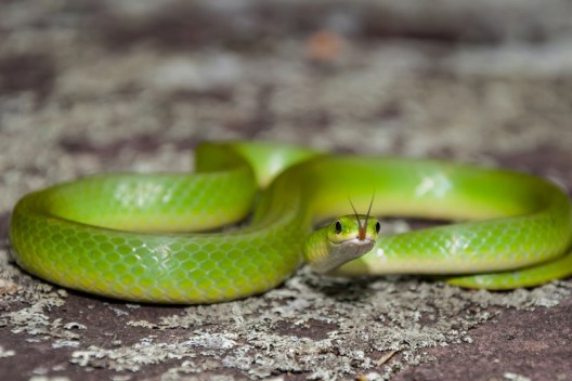 Michigan Snakes: A Quick Field Guide to All 18 Species