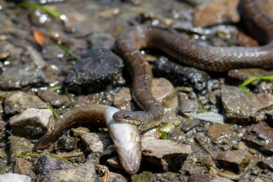 Michigan Snakes: A Quick Field Guide to All 18 Species