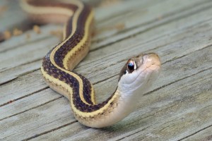 Michigan Snakes: A Quick Field Guide to All 18 Species