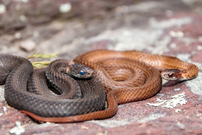 Michigan Snakes: A Quick Field Guide to All 18 Species
