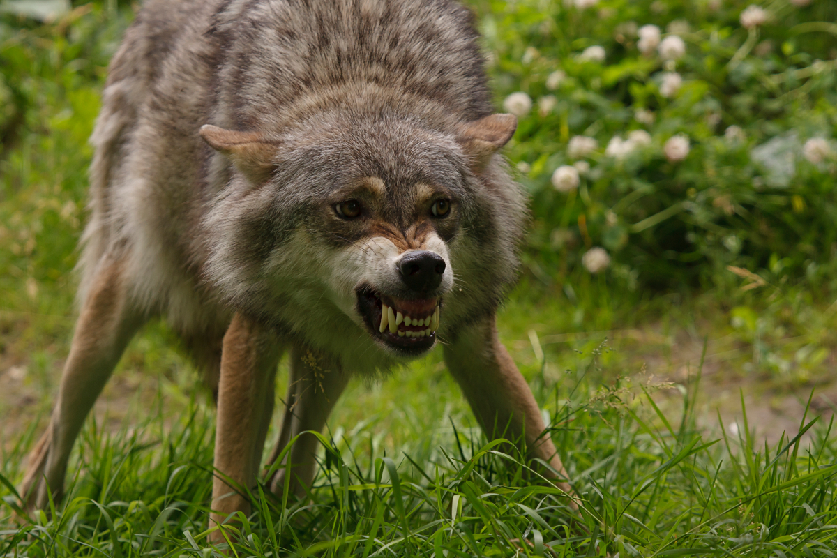 Most Dangerous Animals at National Parks: What to Do If You Encounter One