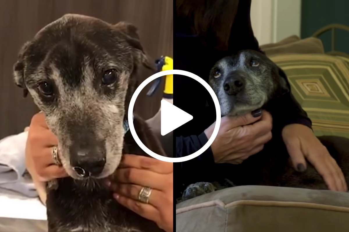 Adopting Senior Pets: Benefits & Preparation When Adopting Older Timers