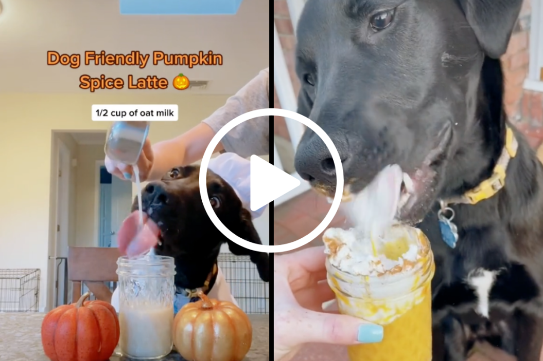 Dog-Friendly Pumpkin Spice Latte Is The Perfect Fall Treat [VIDEO]
