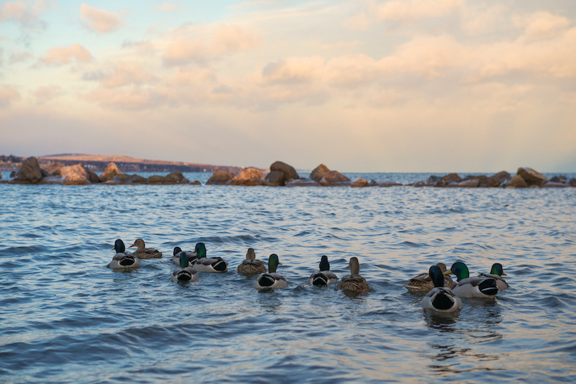 Best Duck Hunting States: 10 Premier Waterfowl Destinations