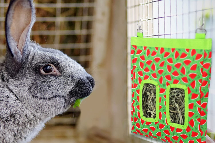 5 Top-Rated Hay Feeders of 2021 for Hamsters, Gerbils, Rabbits, & More